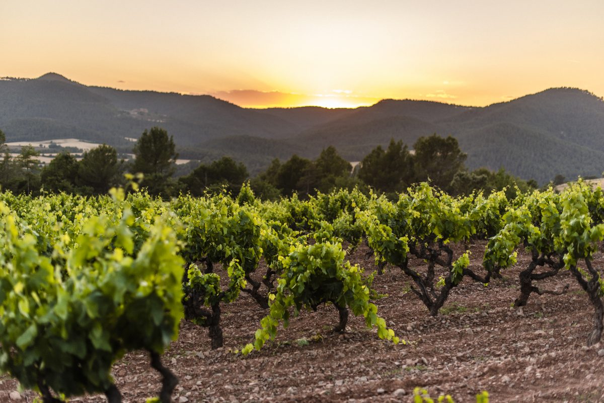Abadal, vinos denominación Pla de Bages